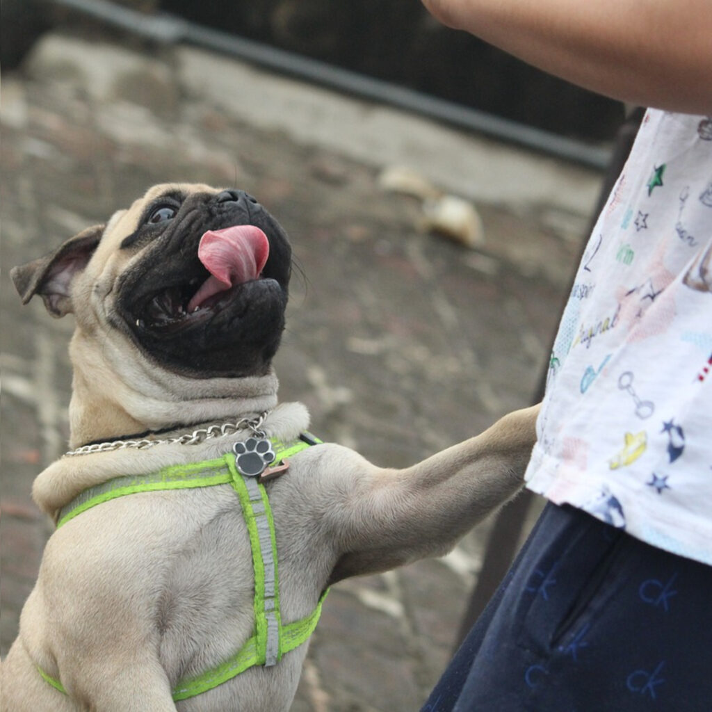 Dogs jumping for Joy: Proven Strategies to Keep Your Dogs Paws on the ...