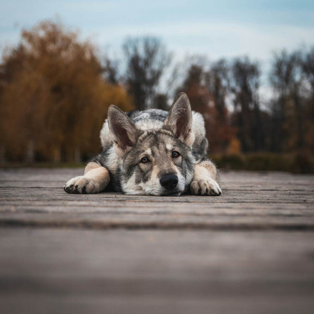 Innovative Solutions: Transforming Stubborn Dog Behavior with Dayton Off-Leash K9 Training