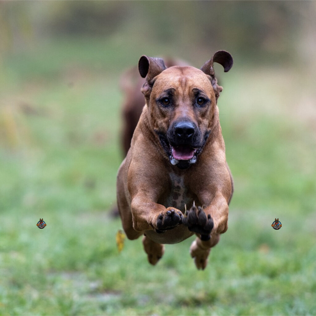 Tire Out Your High-Energy Dog: Proven Strategies for Powerful Physical ...