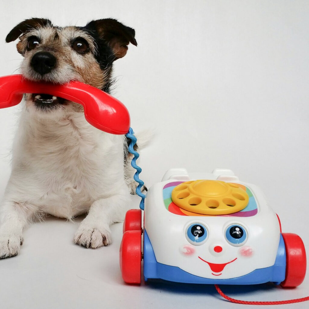 Elevate Your Dogs Playtime: Creative DIY Toys and Games - Dayton Off ...