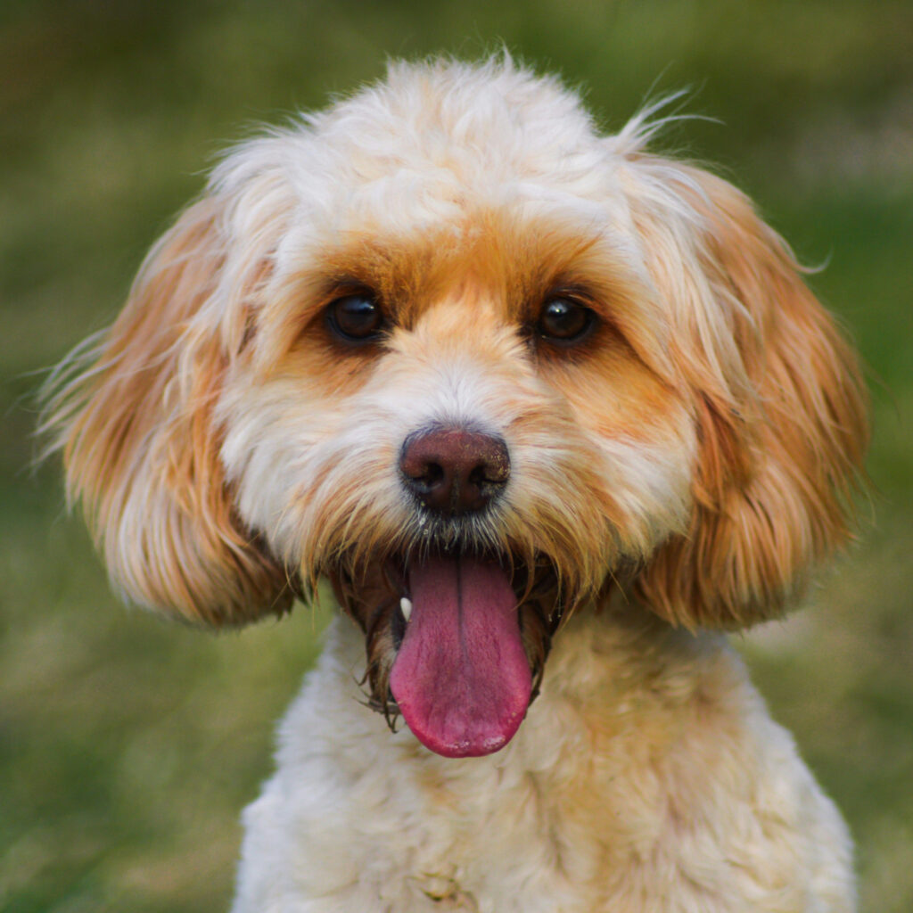 Optimizing Small Dog Training: Choosing the Perfect Treats | Dayton Off ...