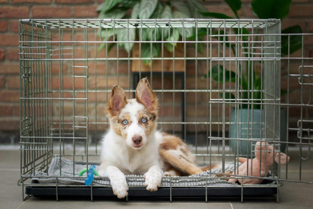 Benefits of Crate Training